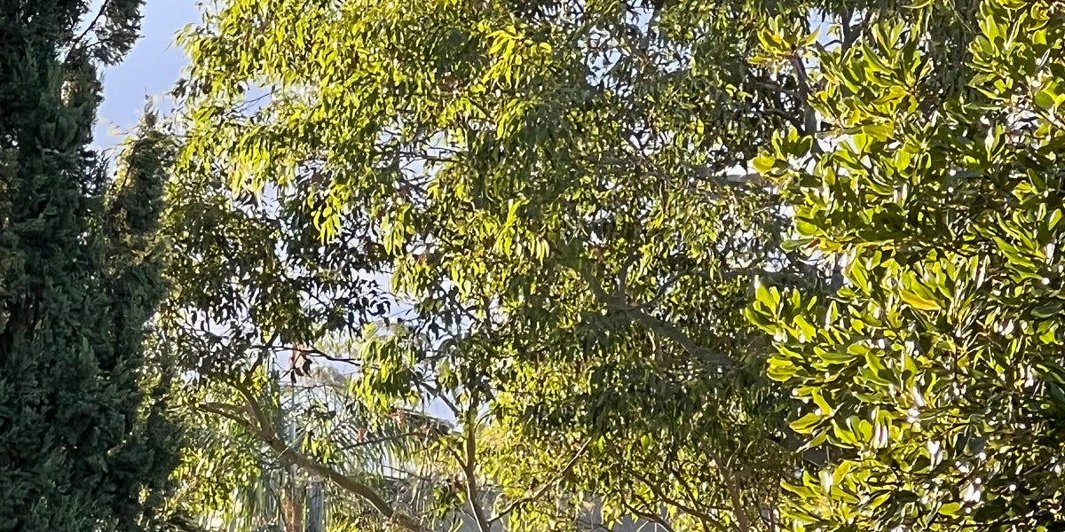 Behold...and breathe... - at Home with Mickey Robertson