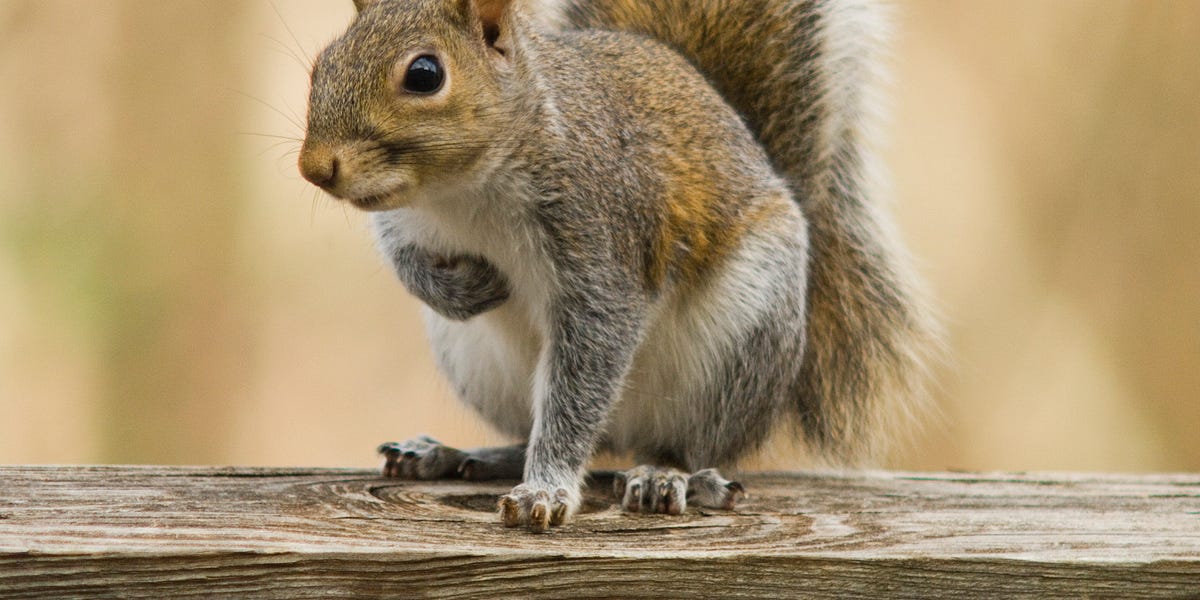 Squirrels to the Rescue - by Darby Lee Patterson