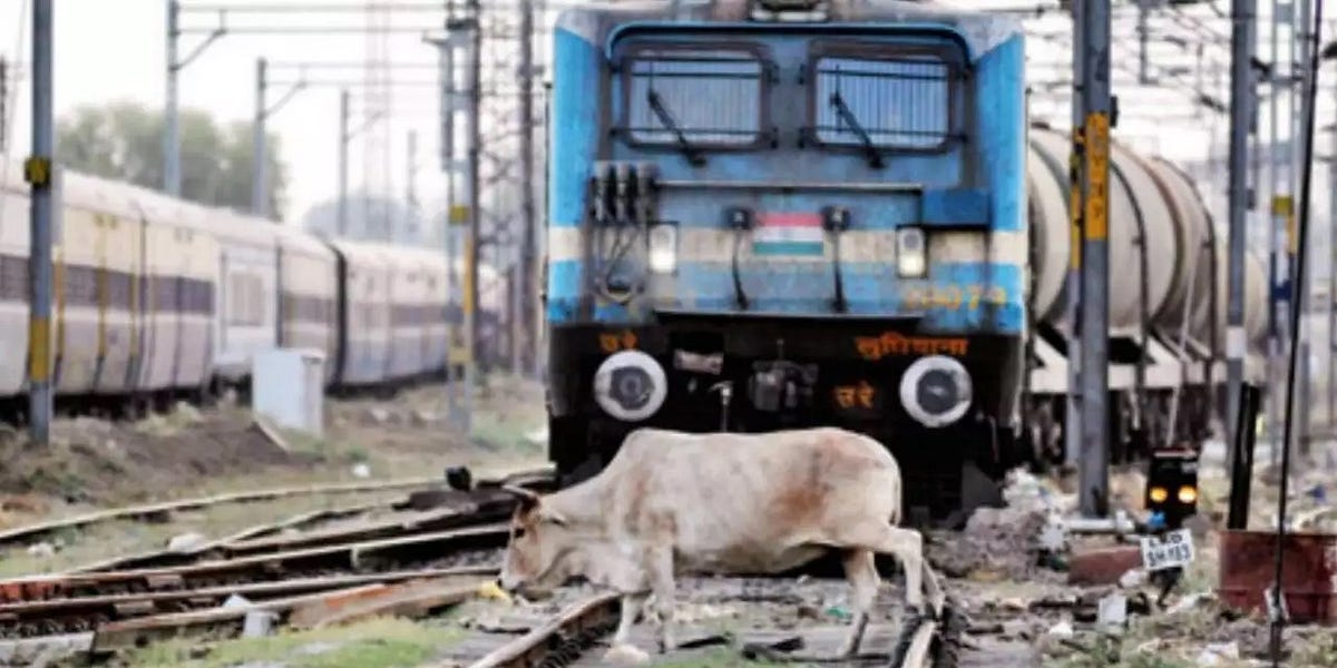 Urinating man DIED after cow hit by train falls on him