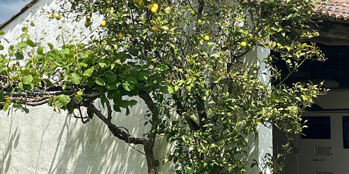 Day 34 - by Carol Demarais - Carol’s Substack