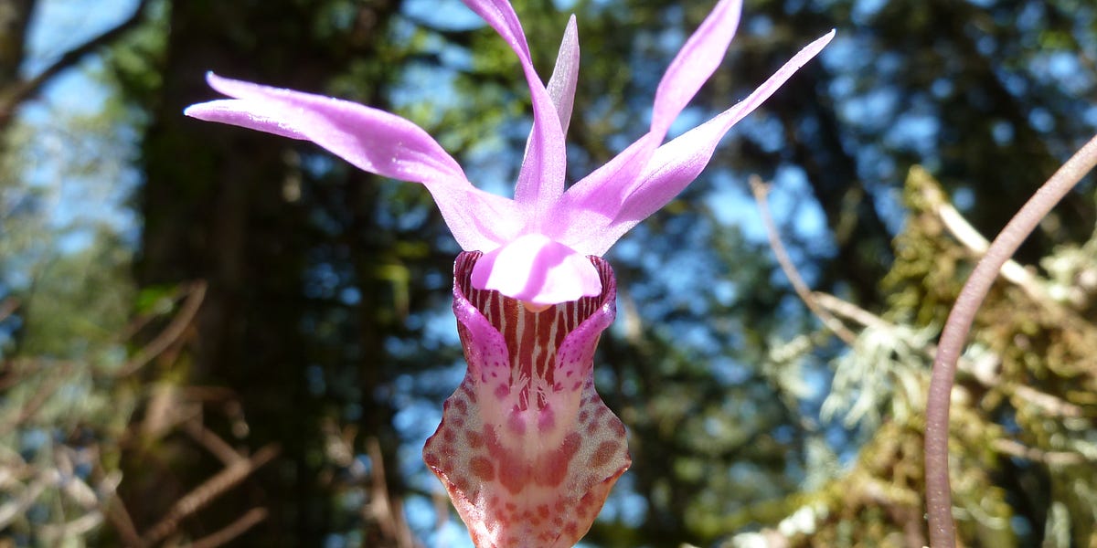 The Upswing - by Markael Luterra - The Dendroica Project