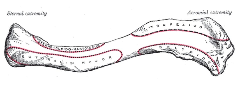 Experiential Anatomy #2: The Clavicles