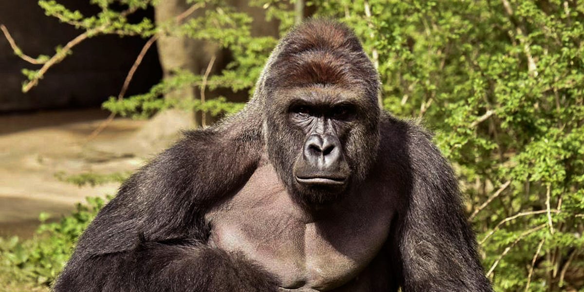 A Declaration of the Rights of Man - by William Spivey