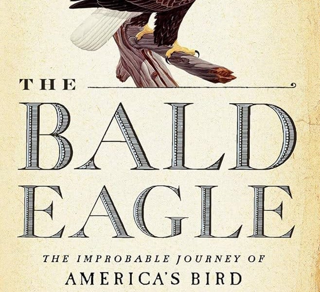 The Tragedy and Redemption of Bald Eagles - by Ben Tumin