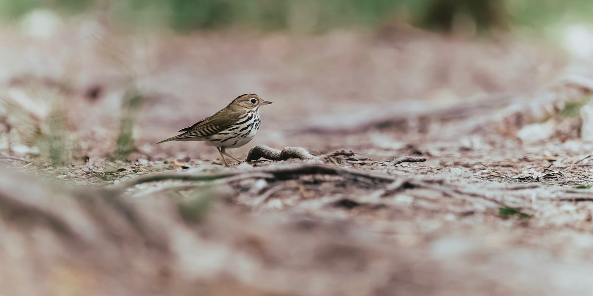 Why the Ovenbird Sings - by Andrea Paterson