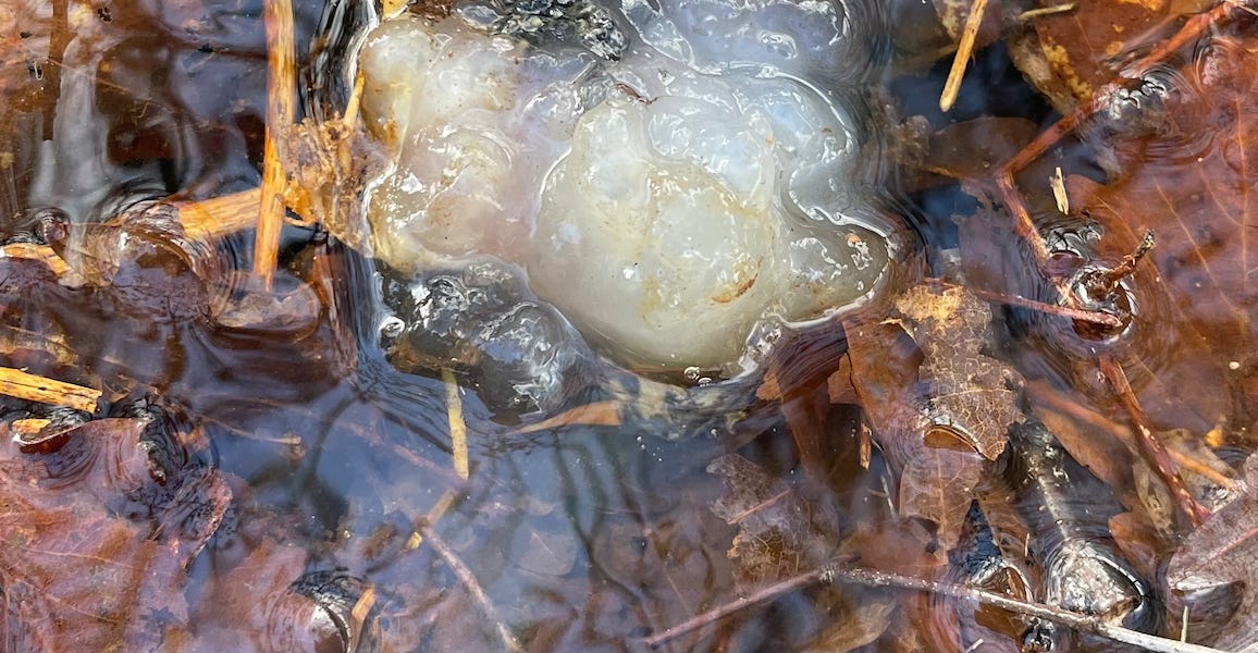 Star jelly - by Jackie Roby ~ WoodlandBird - Wild Times
