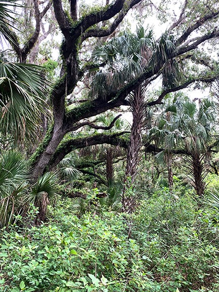 Over 2000 Years of Florida History at Fort Center