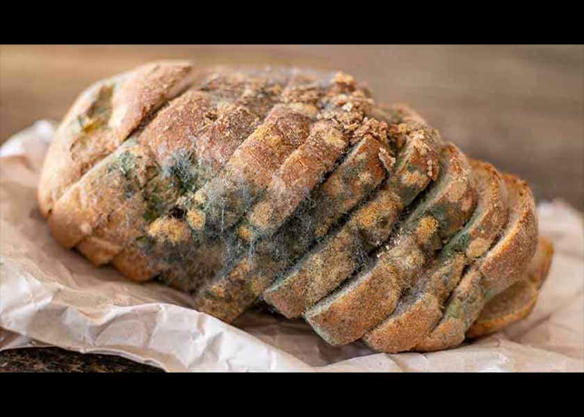 Here's Why You Don't Ever Want to Eat Moldy Bread