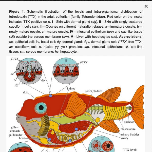 Part 2: Tetrodotoxin (TTX) - by Dr Margaret Aranda