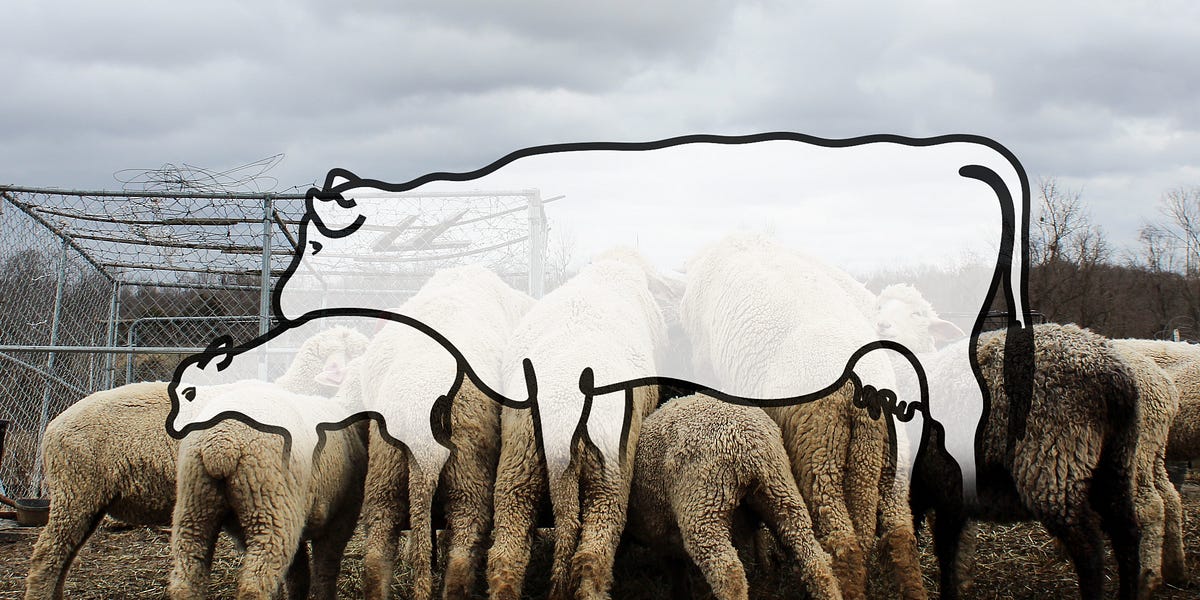 Slaughter Before Sunset: A Month on the Lawson Livestock Farm