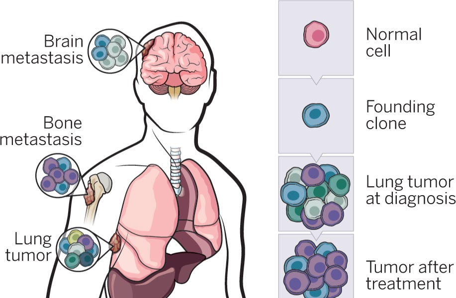 Cancer Stem Cells and Fenbendazole - by Ben Fen