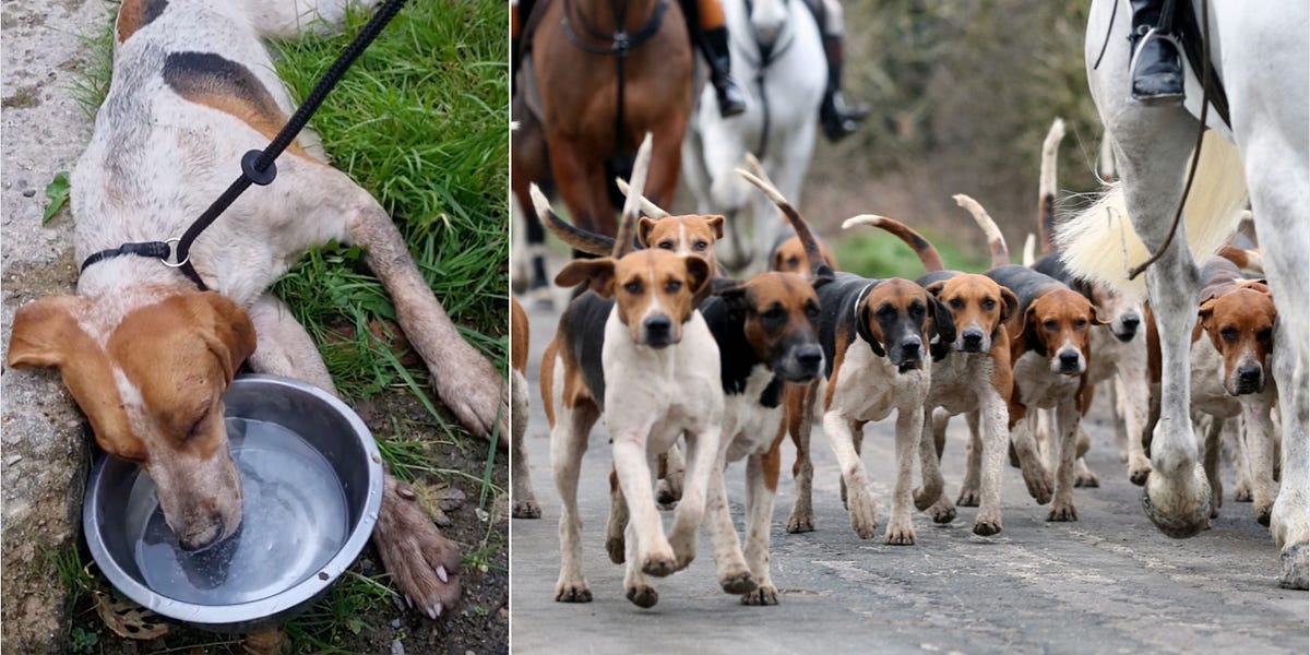 Hunting hounds run rampage in Devon - by Eliza Egret
