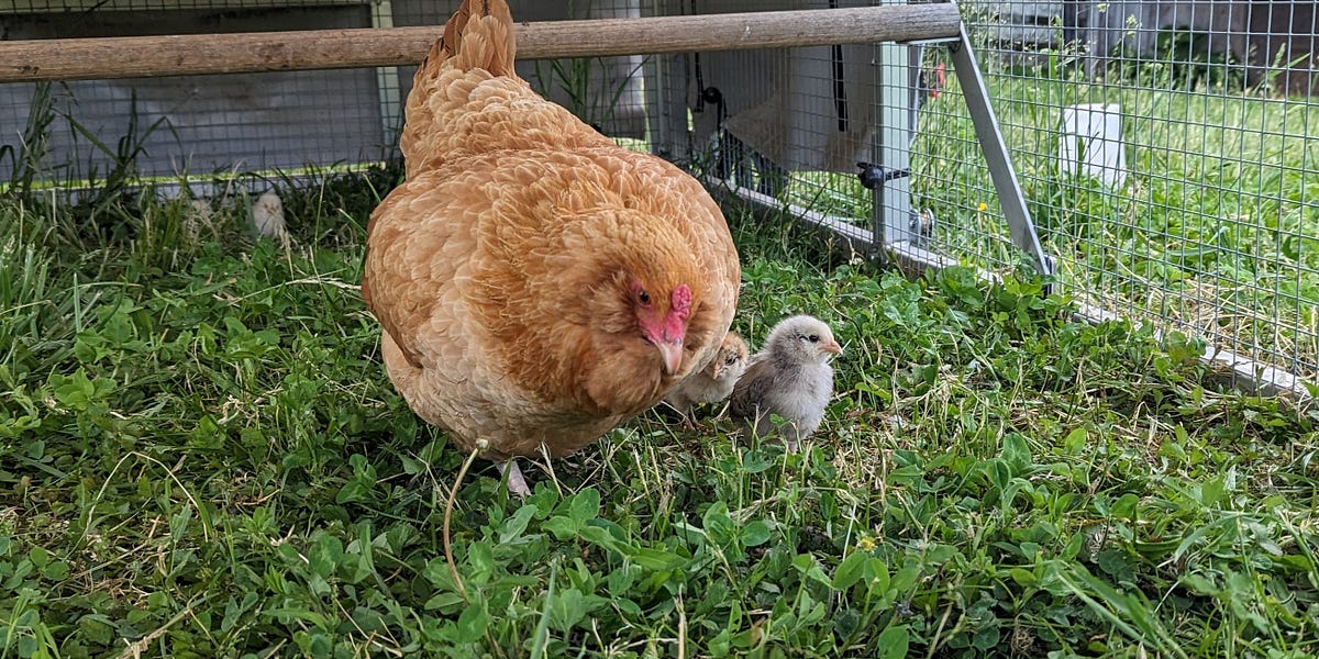 A Mother Hen's Wisdom - by AC Shilton - AffirmationChickens