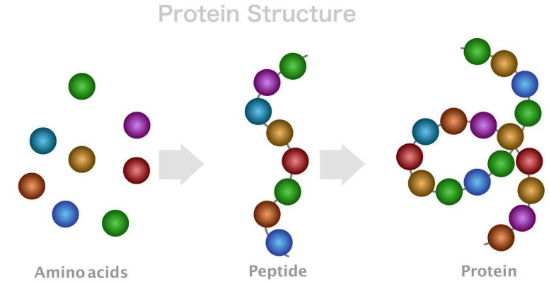 A Simple Guide to Peptides - AJAC - BowTied Bull