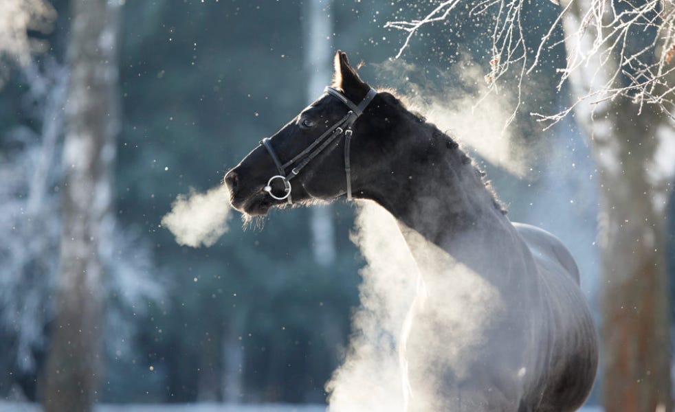 Misery is a Self-inflicted Wound - by Sam Alaimo