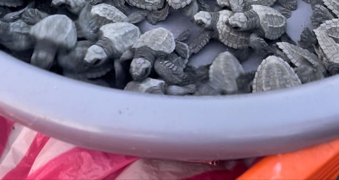 Letters from Oaxaca - by Francesco Tramballi