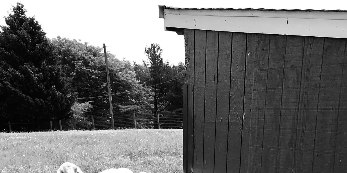 Chapter 4: Lifeless - by Marcella Twamley - Equipped