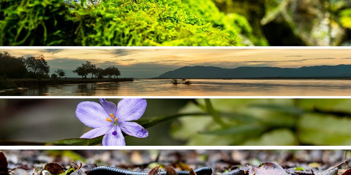 Learn FROM Nature: Top 5 examples of innovation inspired by nature