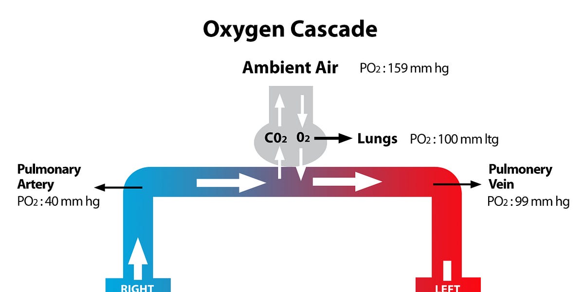 Oxygen Dynamics - by john hellemans - Endurance Essentials