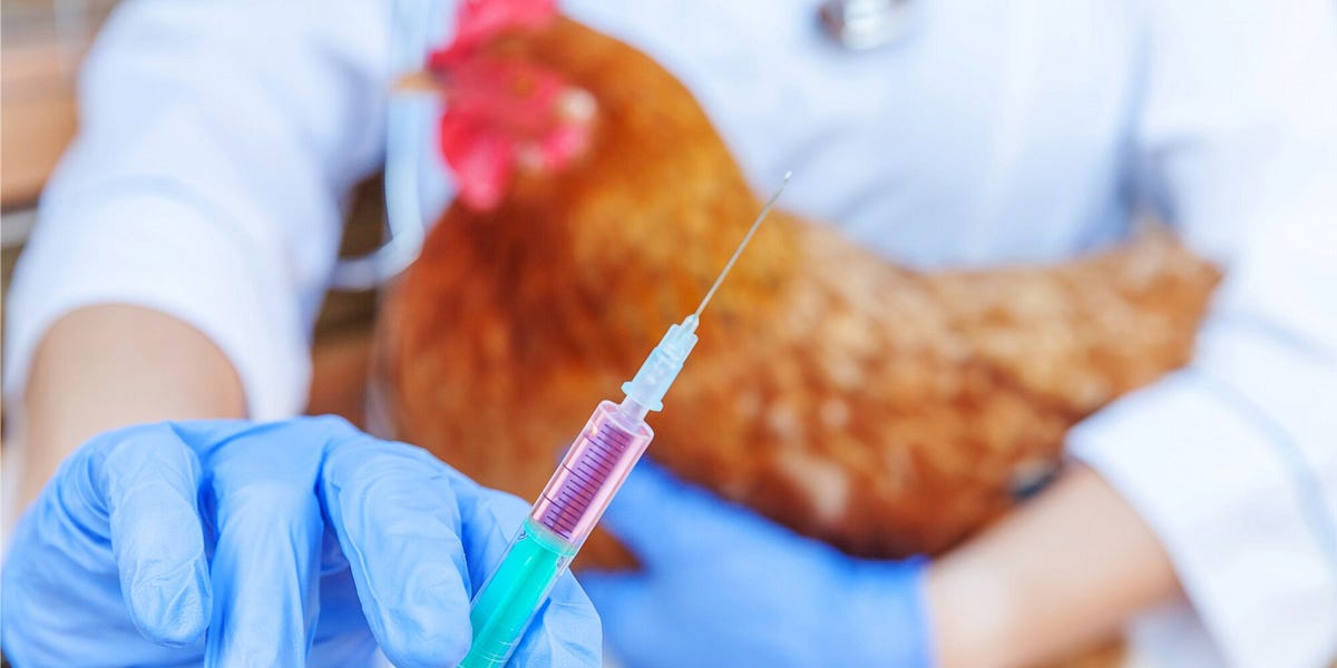 HHS Gives Moderna $590 Million To Produce MRNA Bird Flu Vaccine, As ...