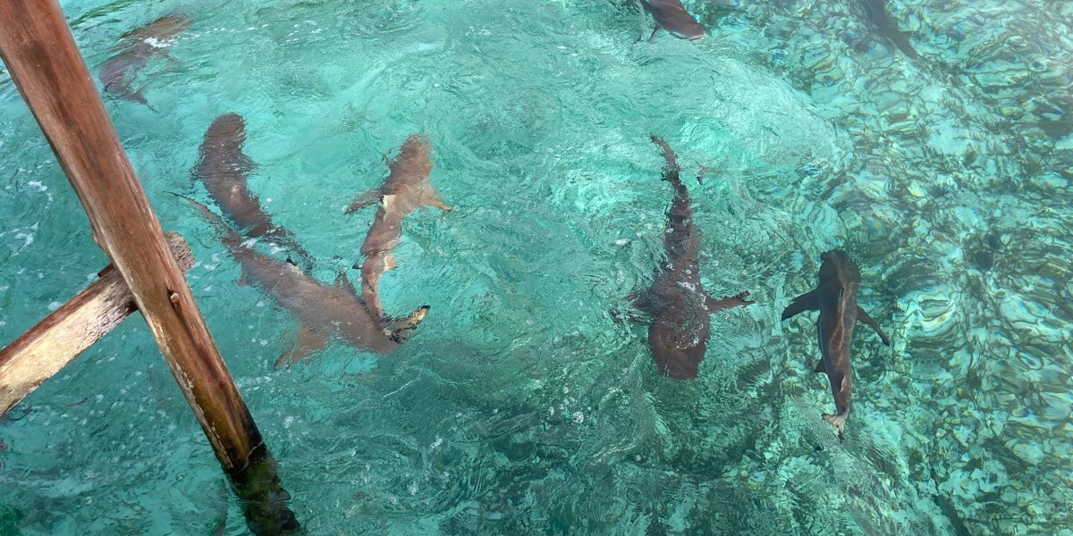 Travelfish #480: The cocaine sharks edition