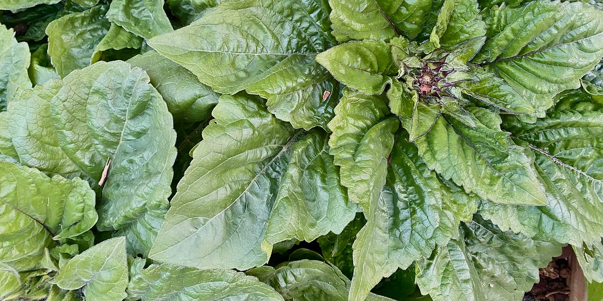 Can't I? - by Becky Morquecho - Under the Oak Tree