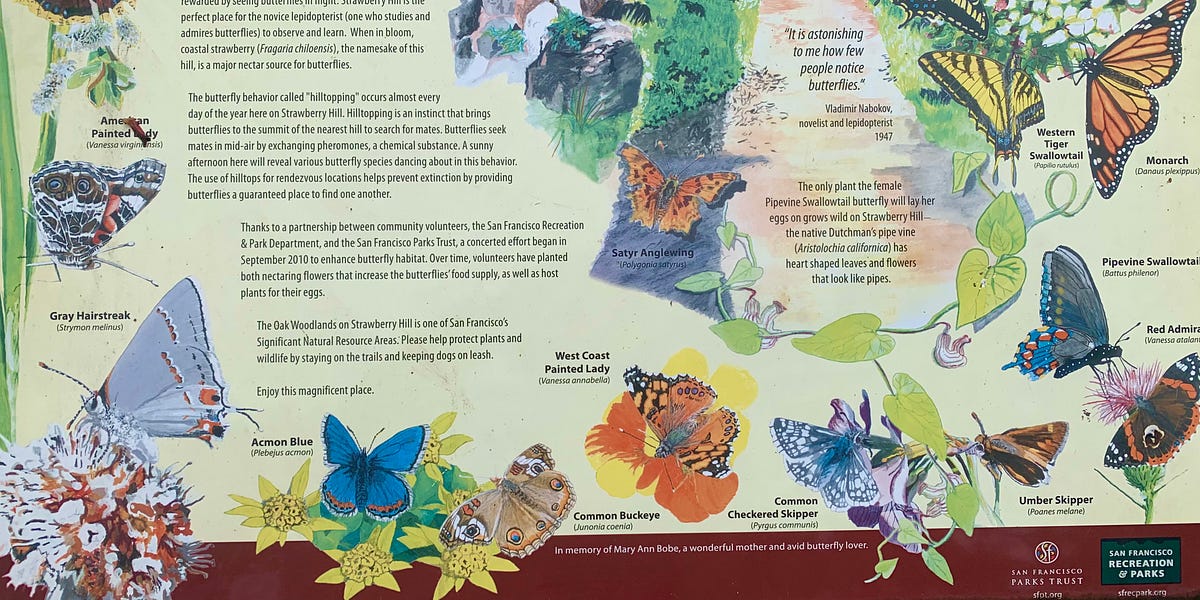 Seeing Butterflies - by Susan Freinkel