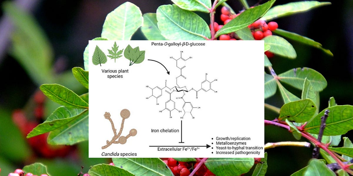 Fighting Drug-Resistant Fungal Infections with Natural Solutions