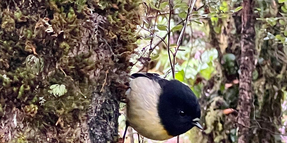 Land covenants redux - by Dave Heatley