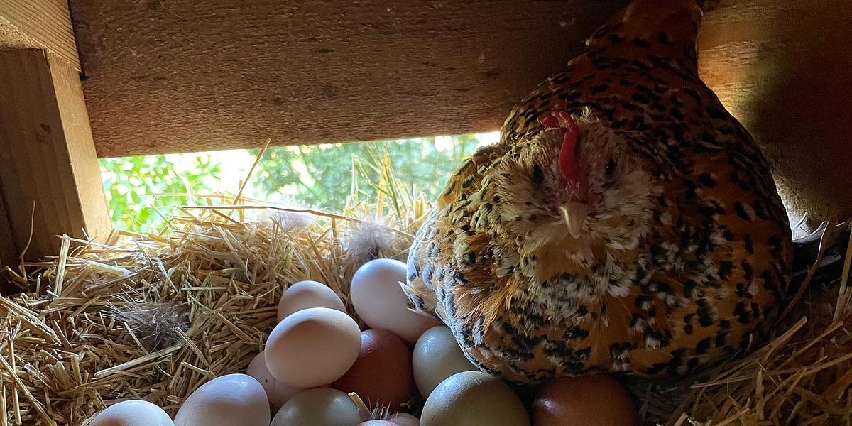 Brooding - by Tove Danovich - Under the Henfluence