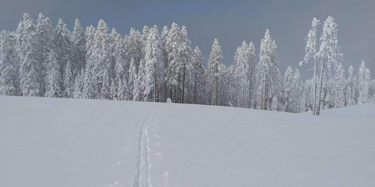 Inertia - by Markael Luterra - The Dendroica Project