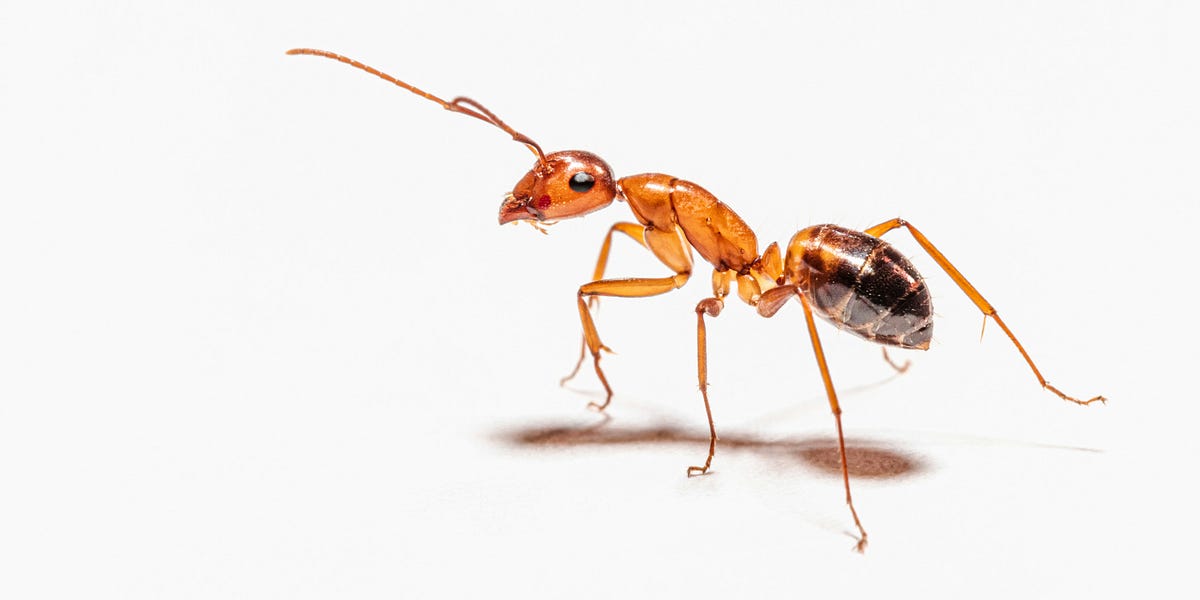 The Ants and the Unknown - by Binyamin Zev Wolf