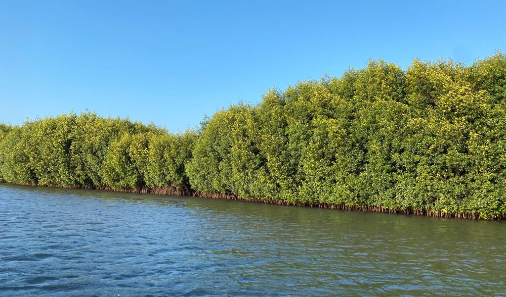 The False Promise of Blue Carbon 2: - by Neal Spackman