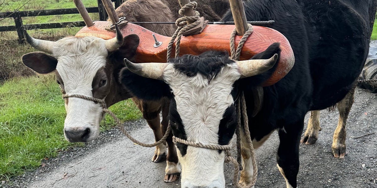 Why Oxen - Cattle Culture