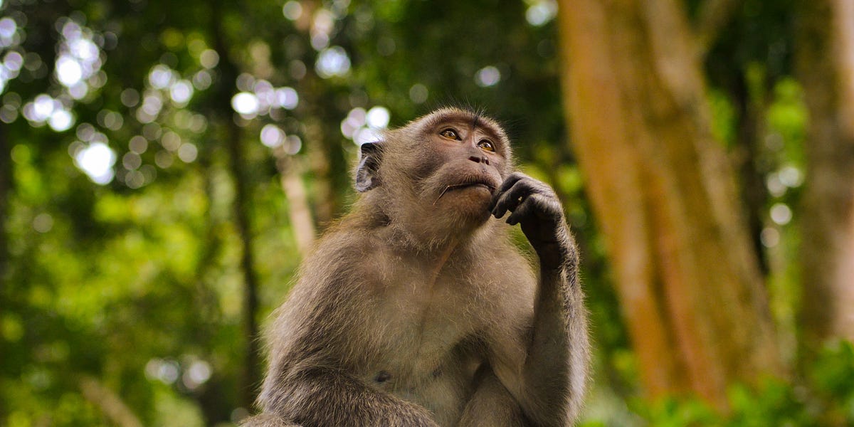 What is learning? - by Antonia Mochan - The Opsimath