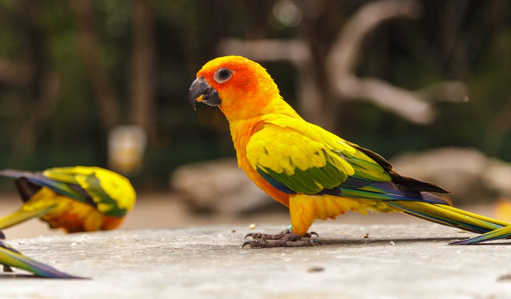 Introducing the Conure Corner
