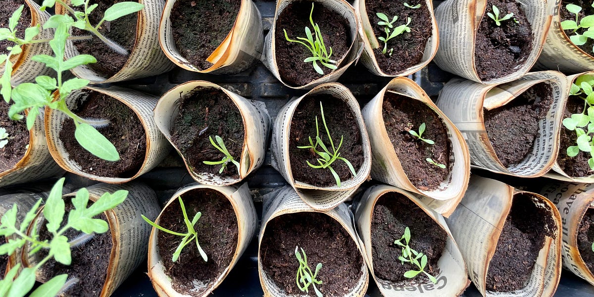 Six Ways to Plant a Seed - by Boaz Frankel - Rootbound