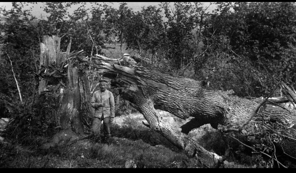 The Tree — Ernst Jünger - Weimar Press