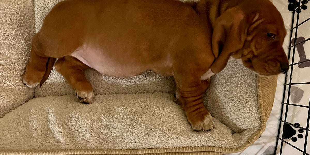 Life Update: Murphy! - Rick Manelius's Newsletter