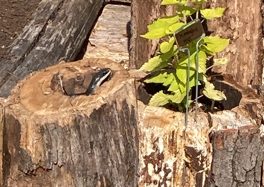 rat snake - Old Grateful & Reiki Recharge by Lori Heinsman