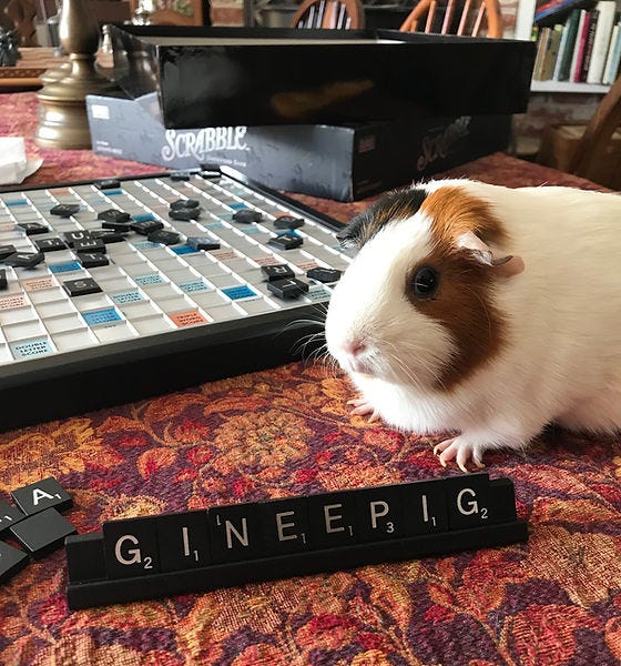 Guinea Pigs are Fermions -- Part 1 - by Dylan Black