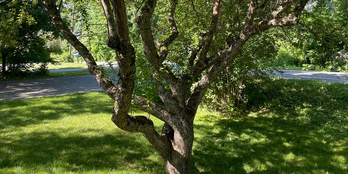 RIP Buddy - Katie’s Substack