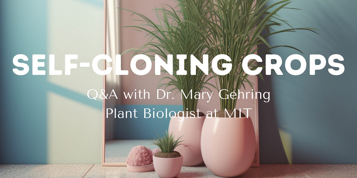 Progress on Self-Cloning Crops - Asimov Press
