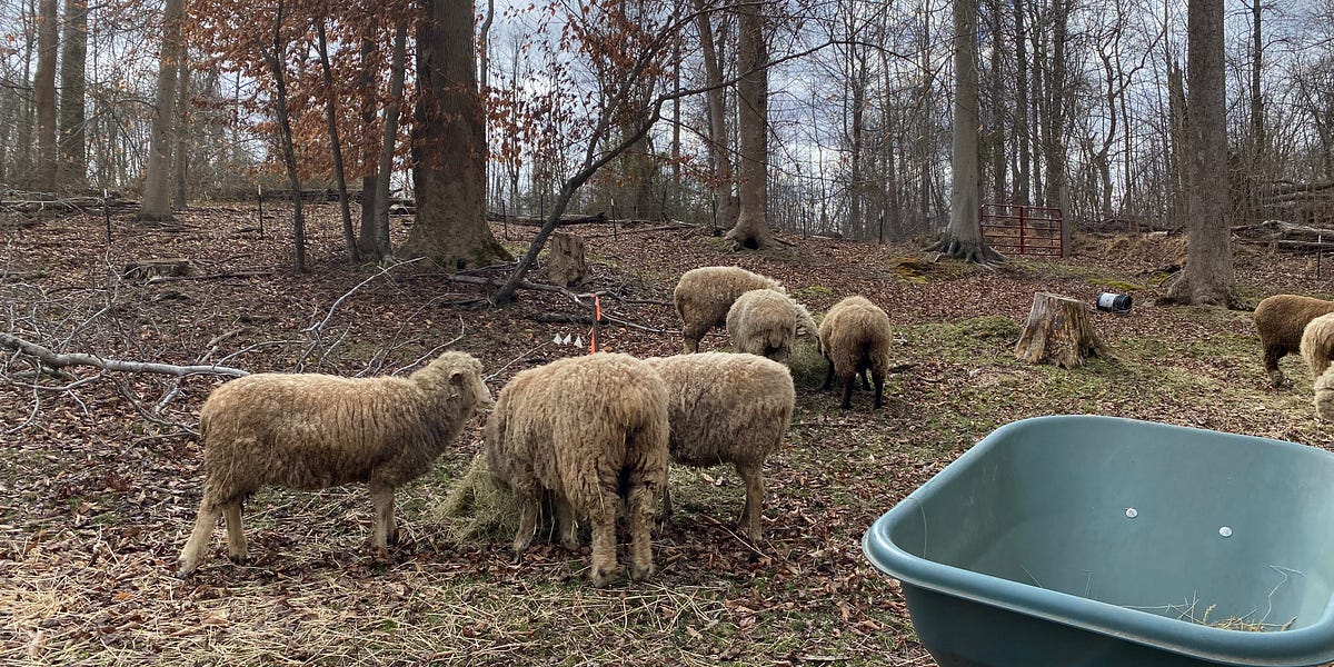 A Regenerative Heart? - by Janet Garman - Janet’s Substack