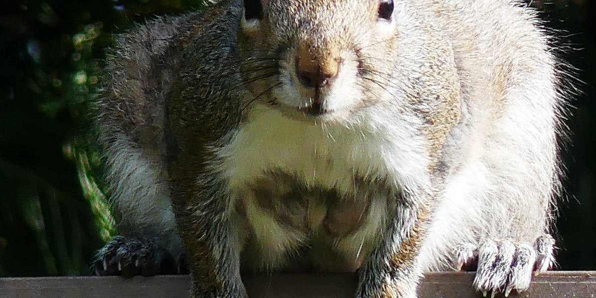 My photo shoot with a squirrel