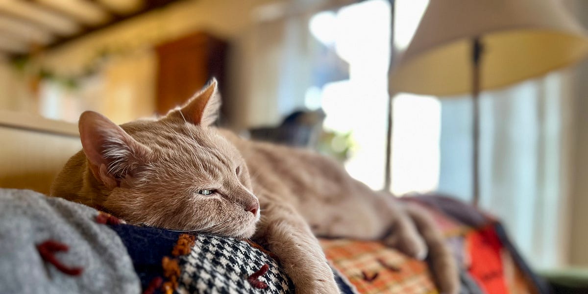 The Sunday Paws: #5 - by Taishin Michael Augustin