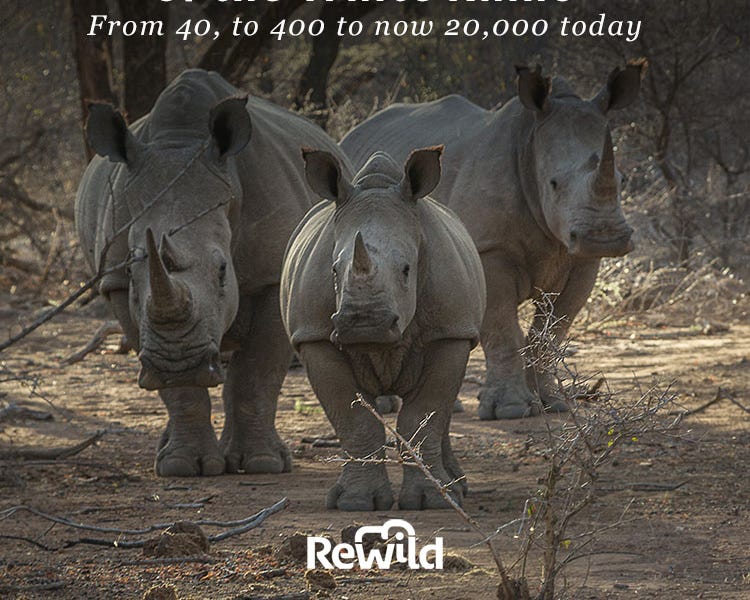 Restoration Success Stories: Ten Inspiring Examples of Restoration Done ...