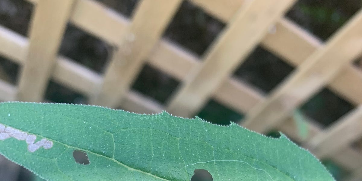 First Pollinators - by LT Beltran