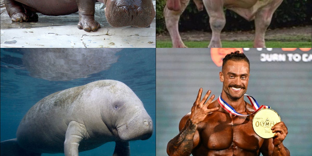 How is a hippo leaner than mr olympia? - by Coach Castle