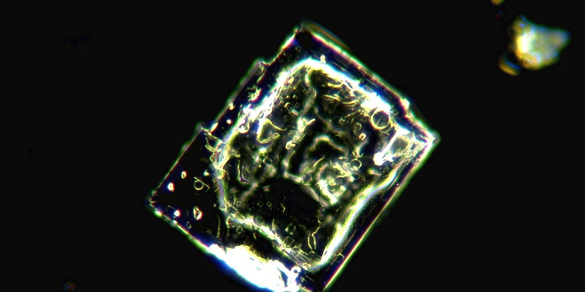 Homoborgenesis Part 2 - by Diana Barahona - Full Disclosure